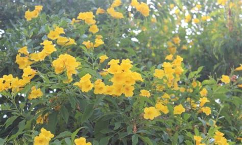 5 Great Reasons To Grow An Esperanza Plant Tacoma Stans Native