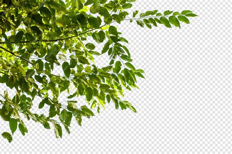 premium psd tropical tree leaves and branch foreground isolated