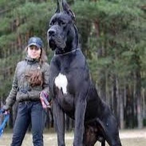 Yolanda Edwards Youtube