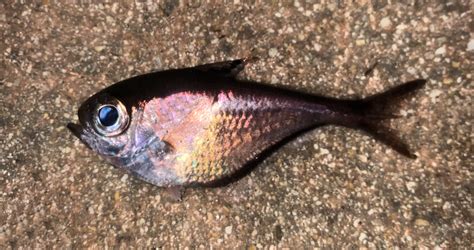 Glassy Sweeper Mexican