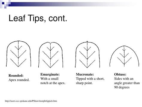 PPT Leaf Identification Topic A And D Amanda Trutsch PowerPoint Presentation ID