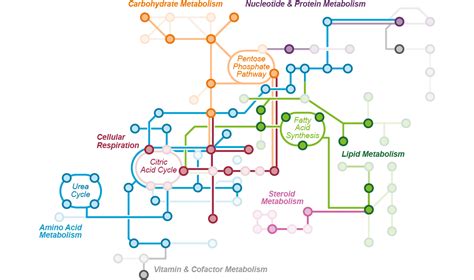 Fast Track To Data Analysis And Interpretation For Applied Metabolomics SCIEX