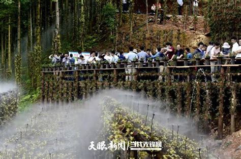 黔东南：林下经济利用森林面积670万亩，综合产值111亿元发展产业锦屏