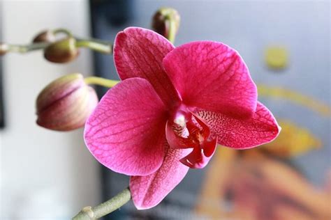 Полезни съвети за отглеждане на различни видове орхидеи Всичко за жената