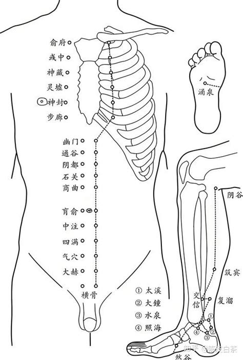 脏腑与经络 肾与足少阴经 知乎