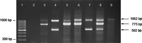 A Multiplex Pcr Assay For The Detection And Identification Of C