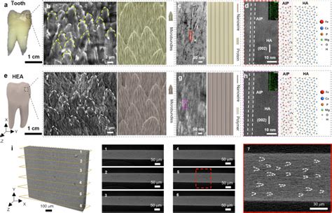 分层模拟外牙釉质，以实现修复性机械兼容性 Nature Communications X Mol