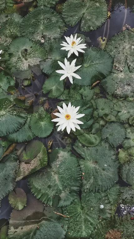 عکس جنگل پوشیده از برف با کیفیت بالا برای دانلود رایگان