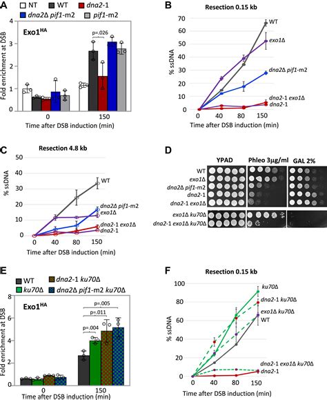 Loss Of Dna2 Fidelity Results In Decreased Exo1 Mediated Resection At
