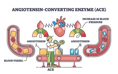 Angiotensin Converting Enzyme Ace Inhibitors Over 108 Royalty Free