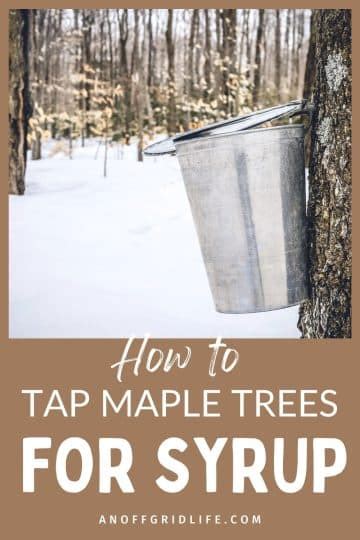 How To Tap Maple Trees For Syrup In Your Backyard An Off Grid Life