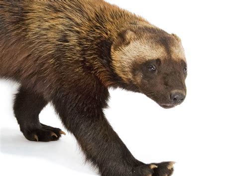 Were Do Wolverines Live