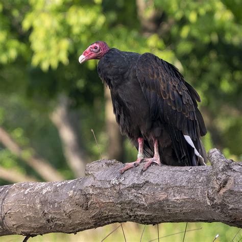 Turkey Vulture Classification At Gail Pagano Blog