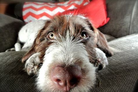 German Wirehair Pointer Wirehair Pointing Griffon Cute Animals German Wirehaired Pointer German Wirehair Pointer Wirehair Pointing Griffon Cute Animals German Wirehaired Pointer