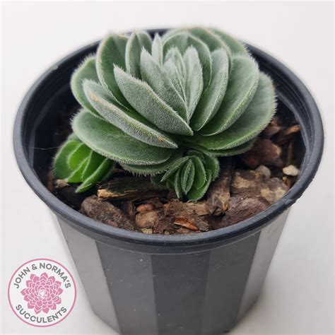 Buy Crassula Tomentosa Var Glabrifolia Australia Quality Succulent