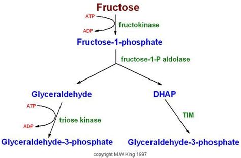 Image Result For Essential Fructosuria Fructose Intolerance Fructose
