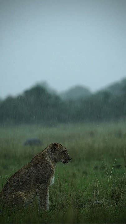 Lioness In The Rain Youtube