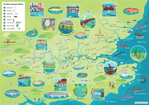 Fish Migration Map Hireillo Hire An Illustrator