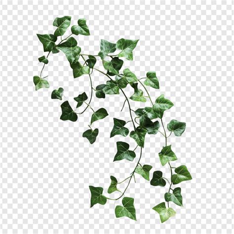 울창한 초록색 아이비 포도나무 식물 잎 자연 초록색 식물성 잎자루 가지 줄기는 투명한 배경에 고립되어 있습니다 Ai 생성 Psd