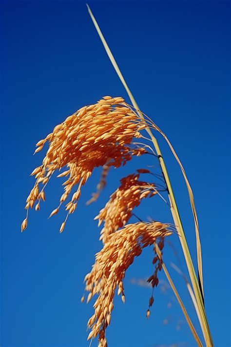 Rice Against The Blue Sky Background Wallpaper Image For Free Download Pngtree