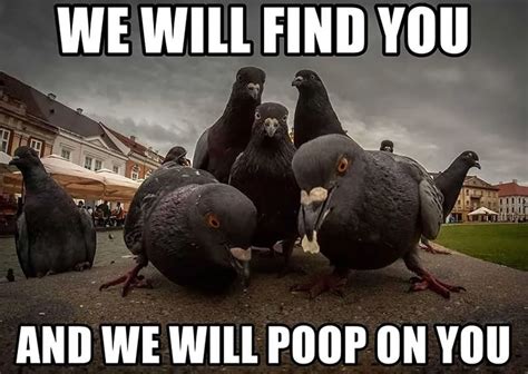Pooping Meme
