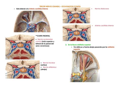 Anatomía Del Tercer Nervio Craneal