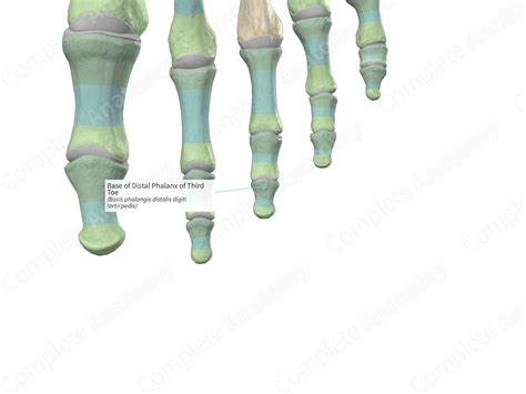 Base Of Distal Phalanx Of Third Toe Complete Anatomy
