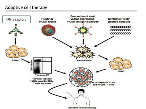 Ppt Multi Virus Specific T Cells Powerpoint Presentation Free Download Id 3727397