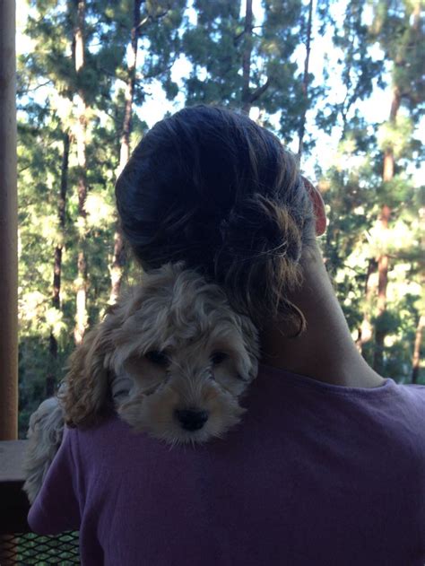 Pin By 🌸rileigh🌸 On Maple The Cockapoo Little Puppies Cockapoo Puppies