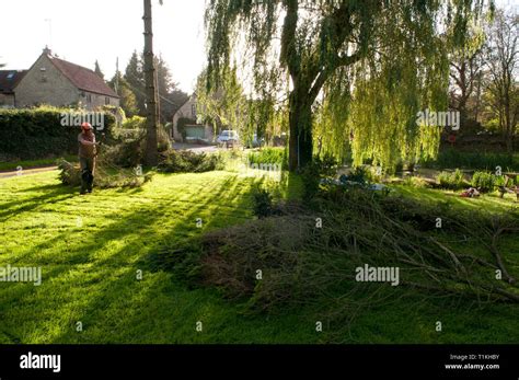 Tree Surgeon Removing Tree Limbs And Taking Them To The Wood Chipper Before Felling Stock Photo
