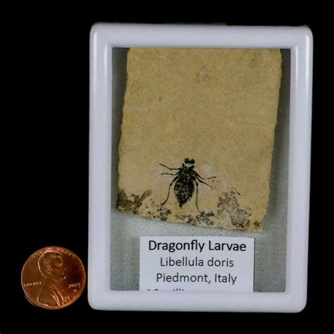 07 Dragonfly Larvae Fossil Libellula Doris Plate Upper Miocene Piemont