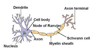 Control And Coordination Nervous System Class 10 Control And Coordination