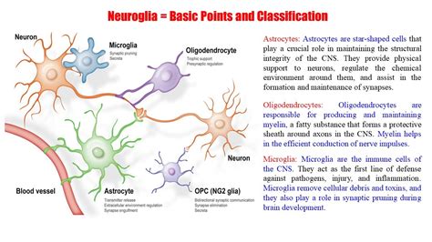 Anatomy And Physiology 73 Neuroglia What Is Neuroglia Neuroglial Cells Function Of