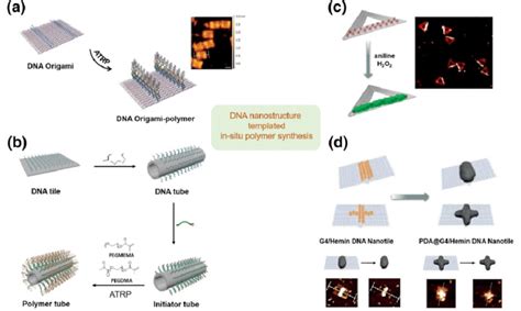 A D In Situ Synthesis Of Dna Nanostructure Templated Polymers A