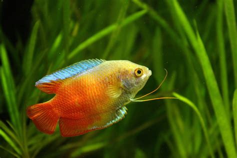 Dwarf Gourami Tank Mates