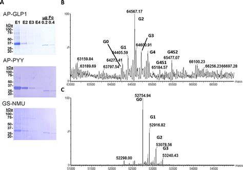 Purification And Mass Spectroscopic Analysis Of Fc Fusion Proteins A Download Scientific