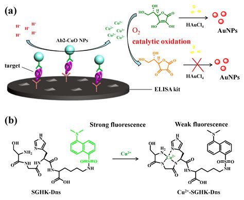 A Colorimetric Enzyme Linked Immunosorbent Assay With Cuo Nanoparticles As Signal Labels Based