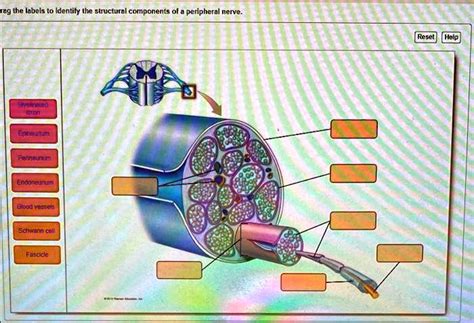 Drag The Labels To Identify The Structural Components Of A Peripheral Nerve Myelinated Axons