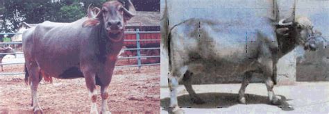 Surti Buffalo From Dairy Farm Guide