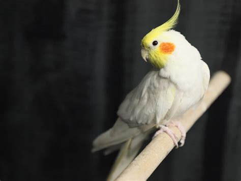 Lutino Cockatiel Info Pictures And History Hepper Pet Resources