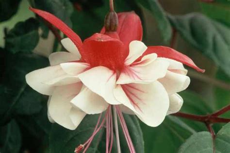 Fuchsia Pink Marshmallow Bbc Gardeners World Magazine