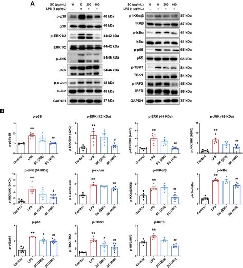 Effects Of Sc Treatment On The Tlr4 Signaling Pathway In Lps Stimulated Download Scientific