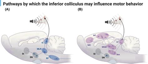 Illustration Showing Two Pathways By Which The Inferior Colliculus May Download Scientific