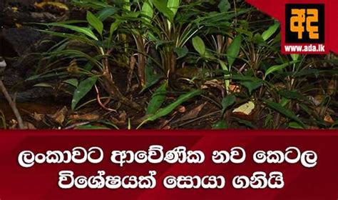 ලංකාවට ආවේණික නව කෙටල විශේෂයක් සොයා ගනියි Ada Online