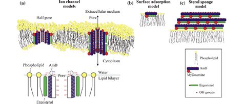 Models Of Amphotericin B Function In Phospholipid Bilayers A
