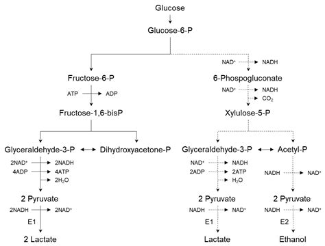 Lactic Acid Fermentation Lab At Susanne Lumpkin Blog