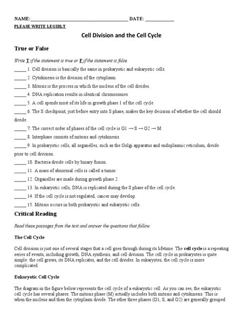 Cell Cycle Worksheet Pdf Cell Cycle Mitosis