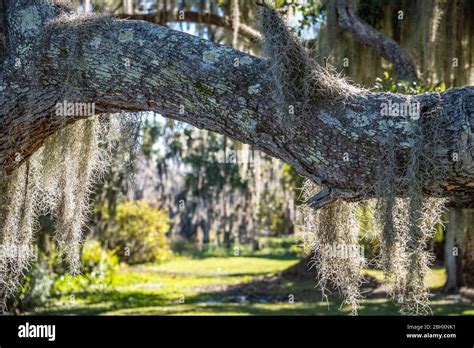Spanish Moss Oak Tree