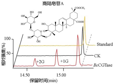 来源于环状芽孢杆菌的环糊精葡萄糖基转移酶的应用及五环三萜类化合物糖基化方法 Cn117778343a 专利顾如