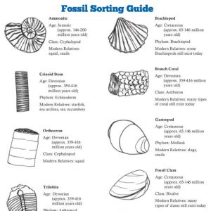 Fossil Sorting Kit Jurassic Jacks Fossil Shack